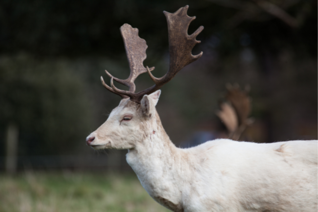 Deep Symbolism of the Celtic Stag and Why It's So Important