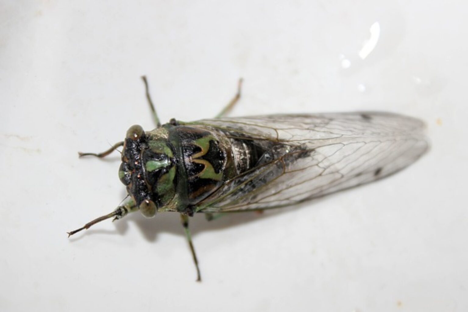 Eos and Tithonus – A Tragic Tale (Greek Mythology)