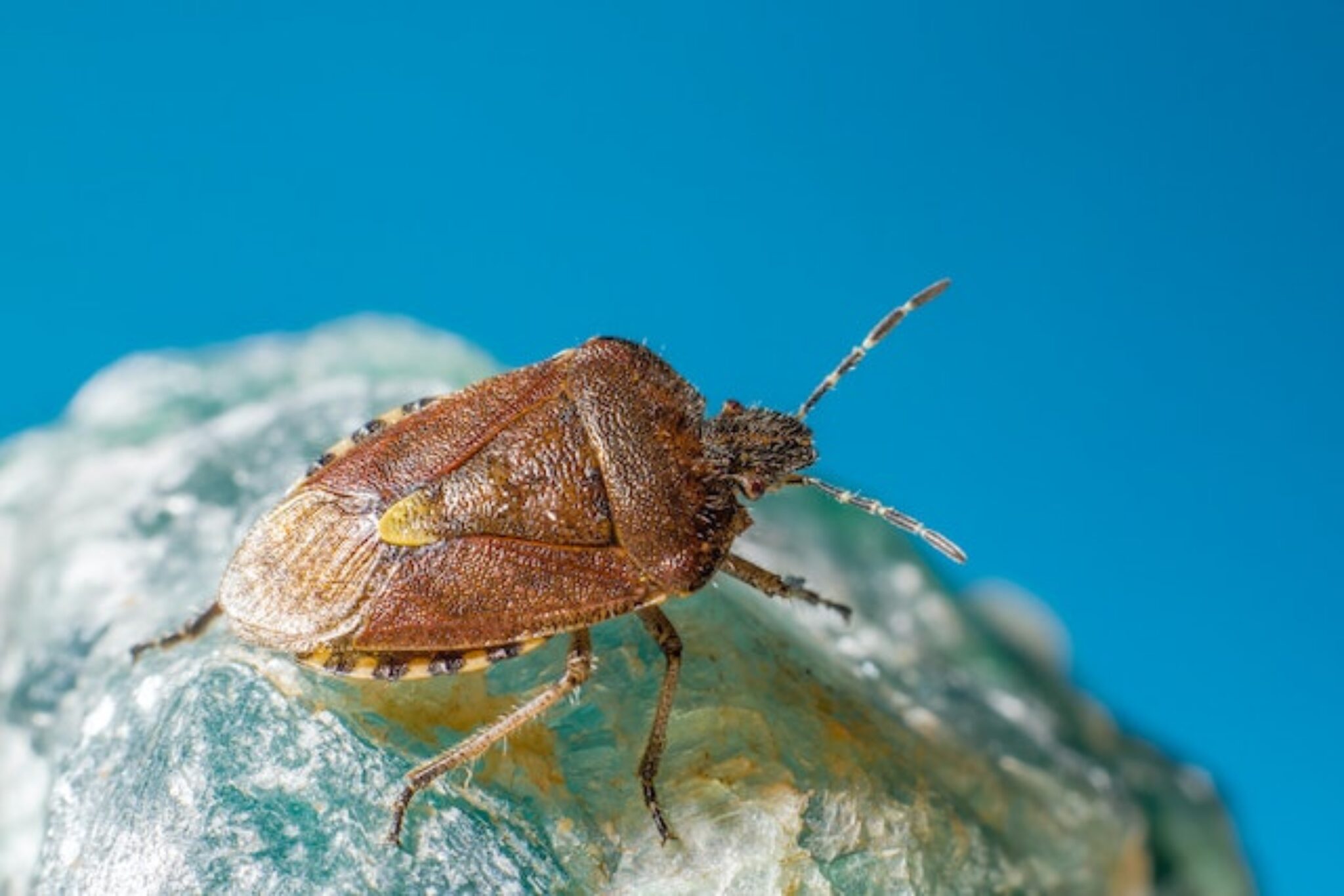 Stink Bugs – Spiritual Meaning and Symbolism