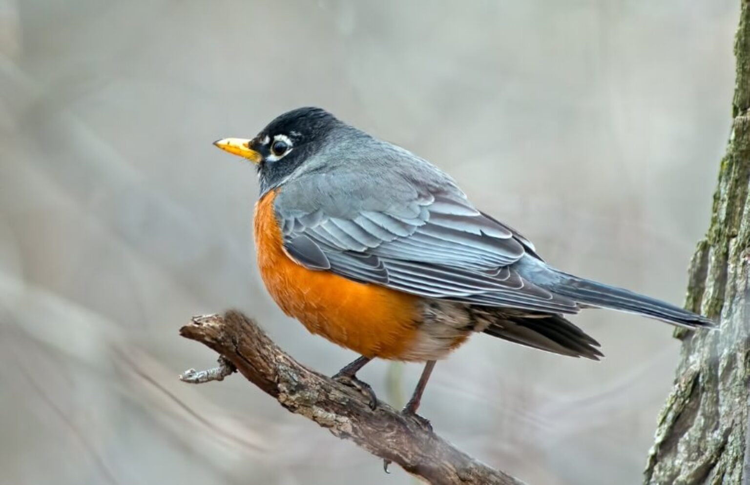 If You Dreamt About a Robin, Here’s What It Means