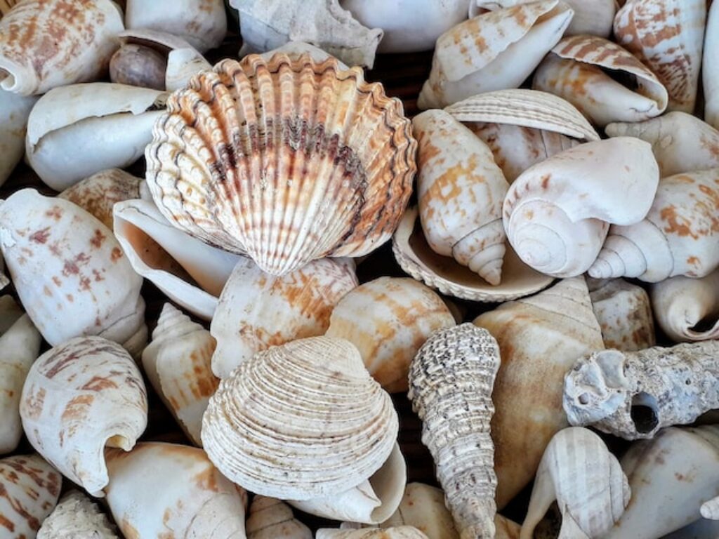 7 Powerful Spiritual Meanings and Uses of Seashells