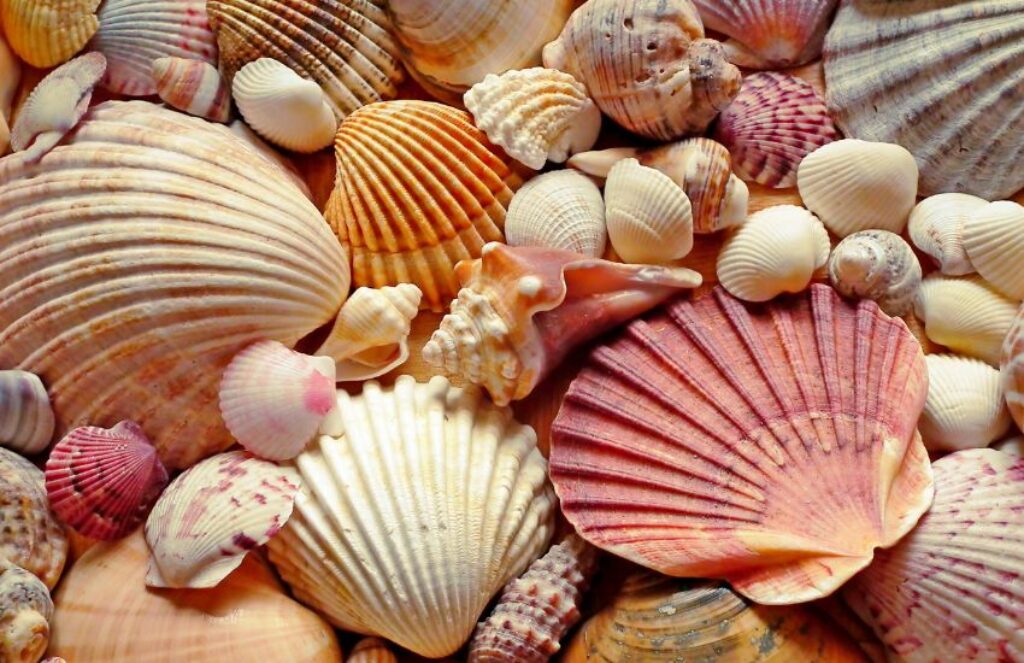 7 Powerful Spiritual Meanings and Uses of Seashells