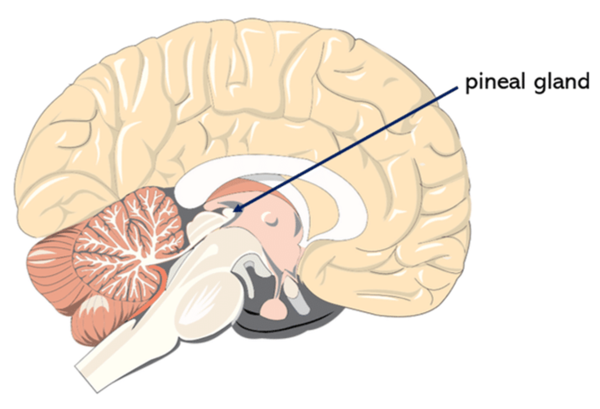 Surprisingly Deep Meanings of the Pinecone