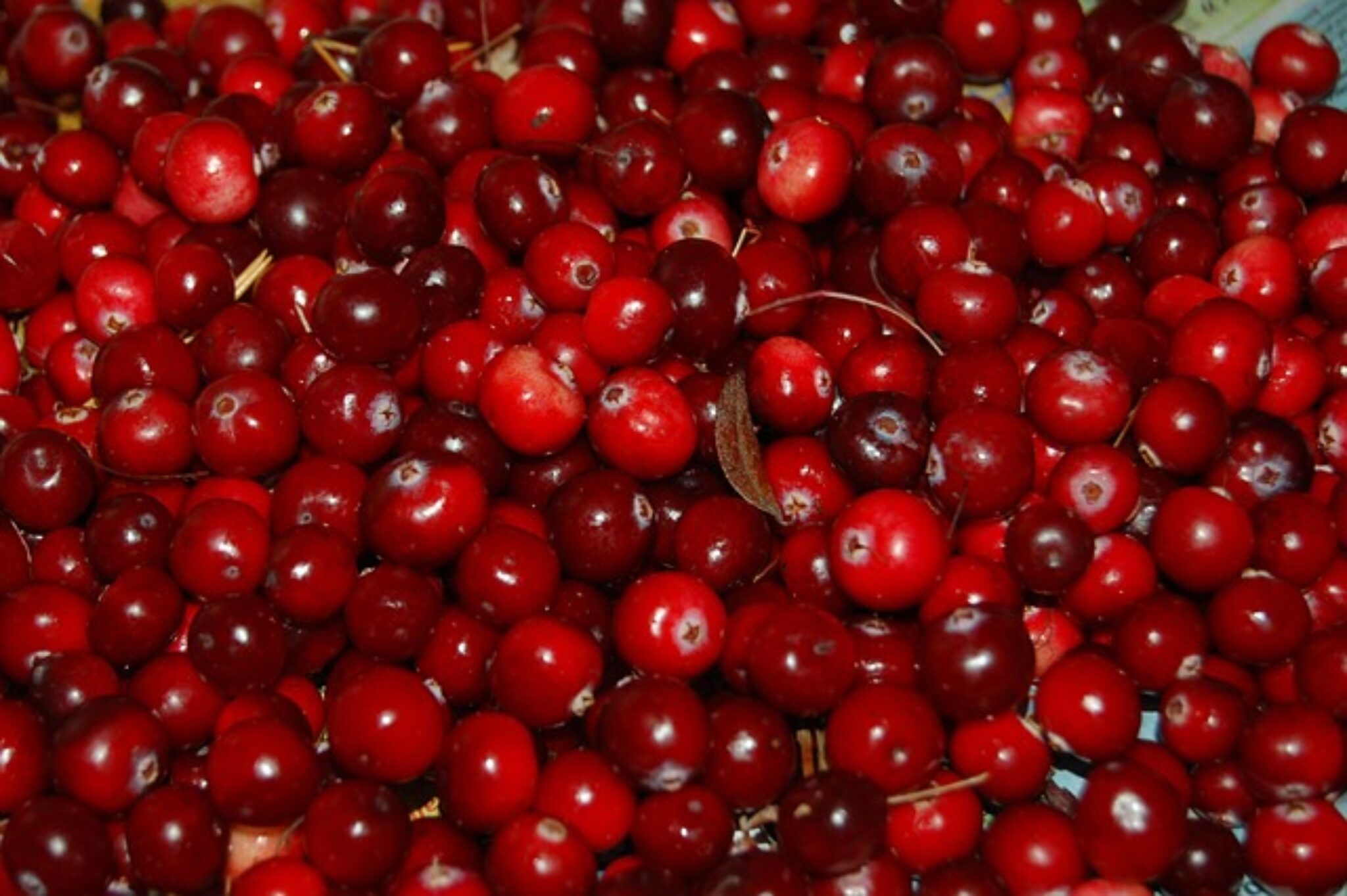 15 Important Thanksgiving Symbols and What They Mean