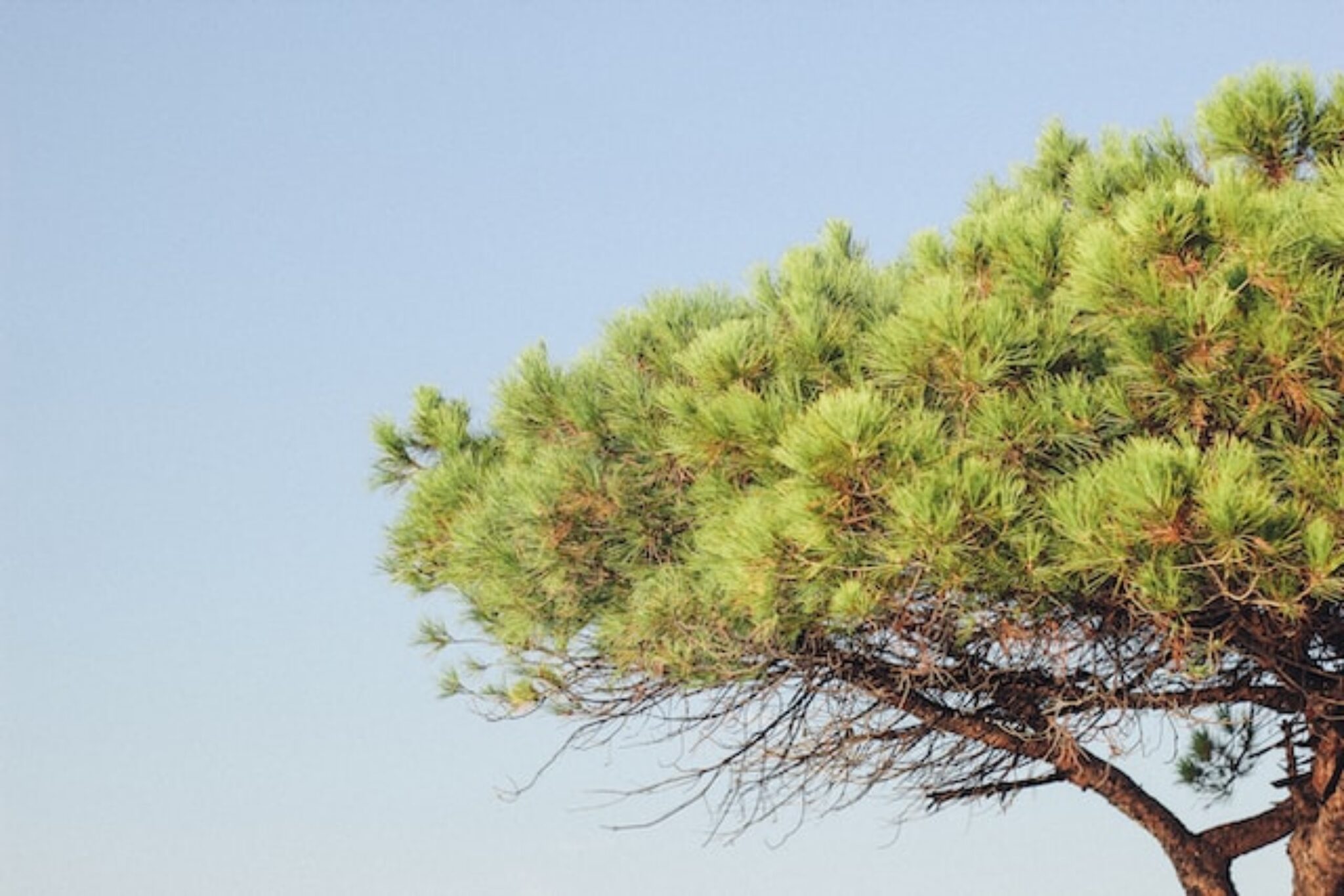 Pine Trees in Myth and Spirituality: Resilience and Renewal