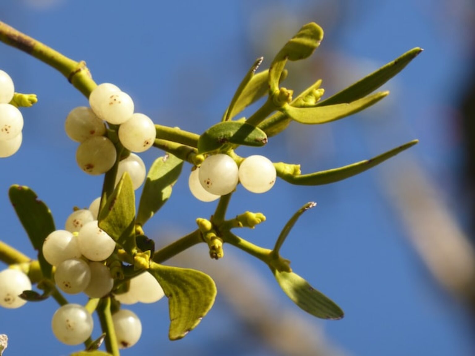 7 Powerful Meanings of Mistletoe: From Healing to Love
