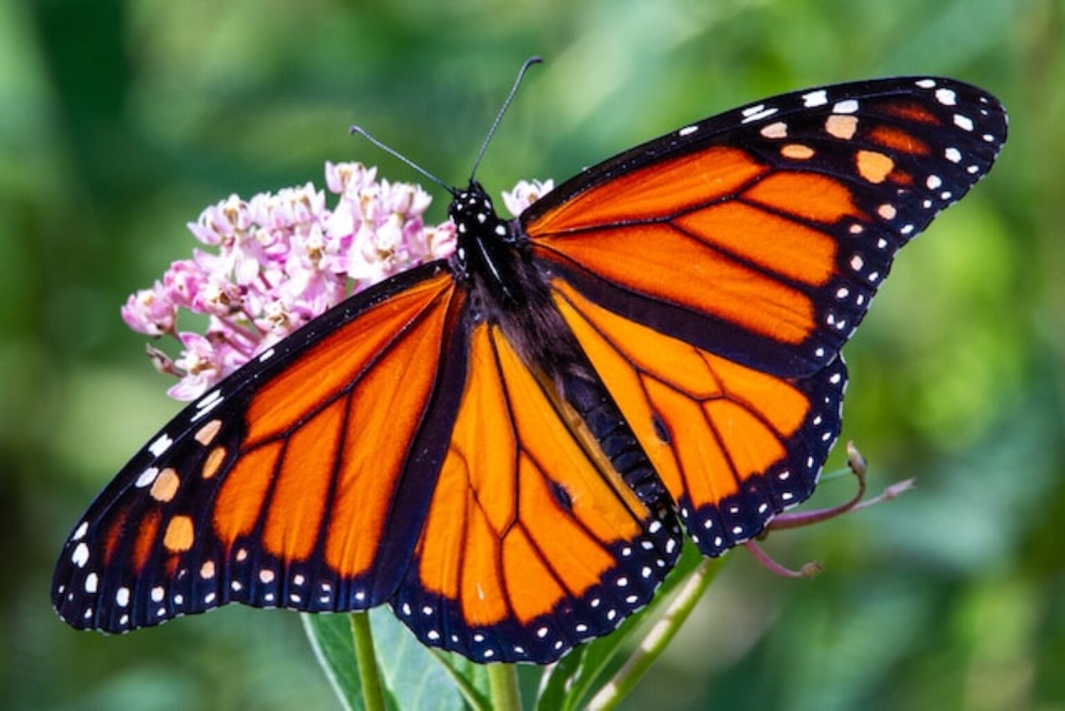 Powerful Symbolism of Butterflies from Around the World