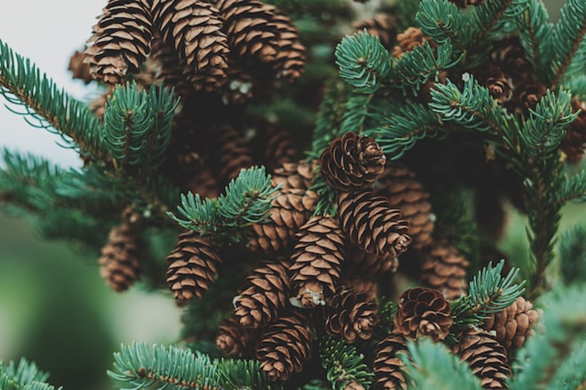 Pine Trees in Myth and Spirituality: Resilience and Renewal
