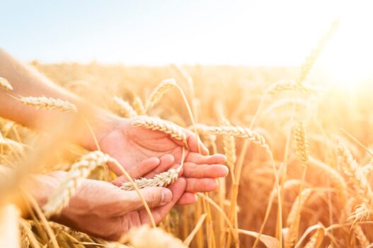 Powerful Symbolic Meanings of Wheat