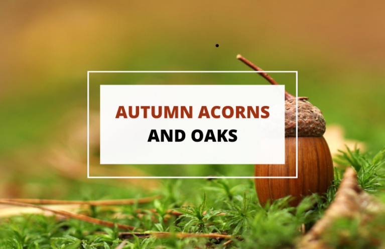 Acorns & Oaks: Autumn Symbols of Strength and Growth - Symbol Sage