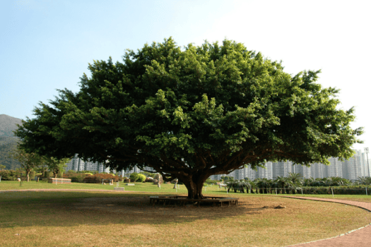 The Eternal Banyan Tree: Meaning and Symbolism - Symbol Sage