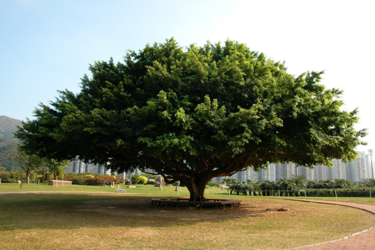 The Eternal Banyan Tree: Meaning and Symbolism - Symbol Sage
