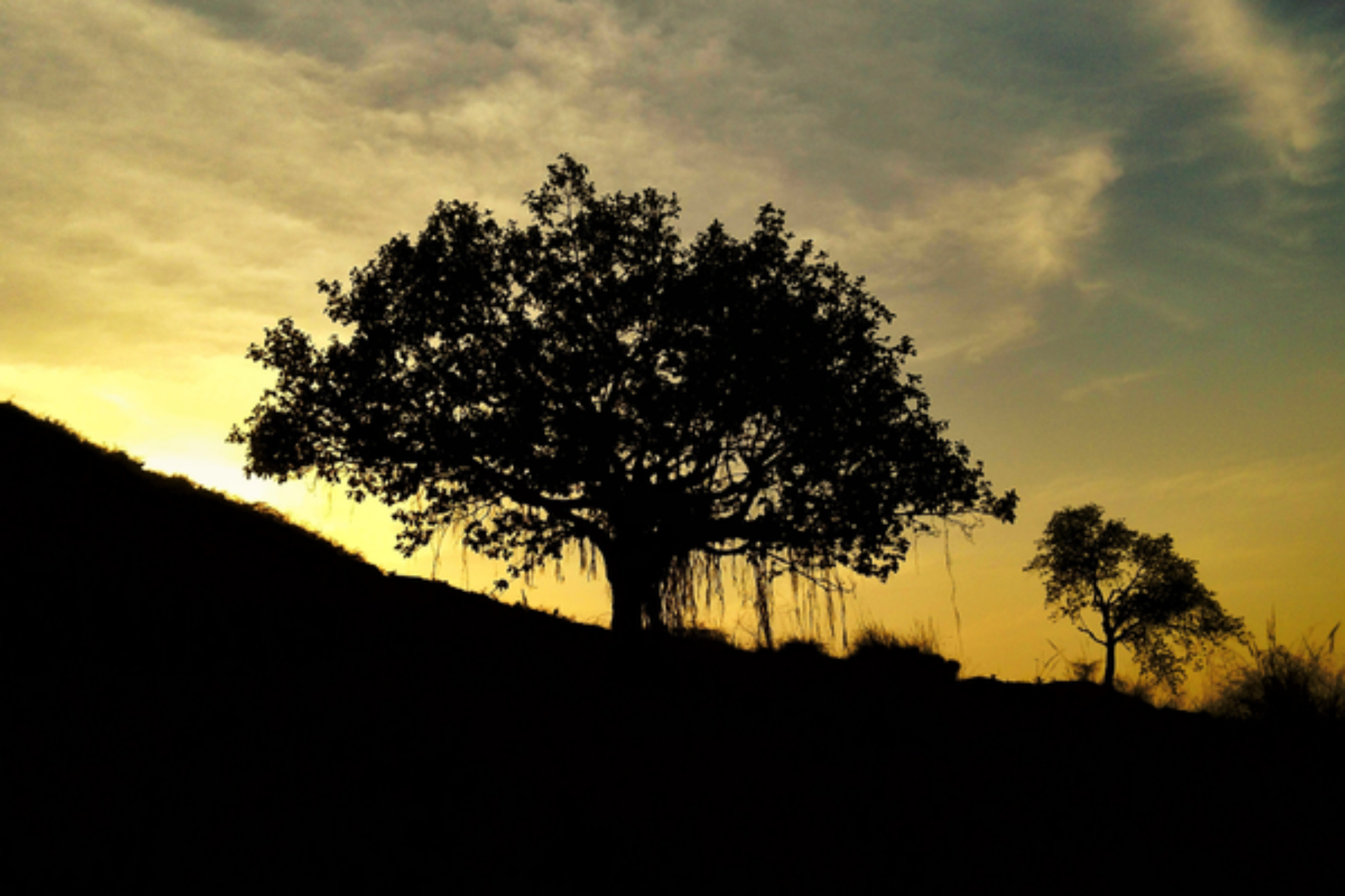 The Eternal Banyan Tree: Meaning and Symbolism - Symbol Sage