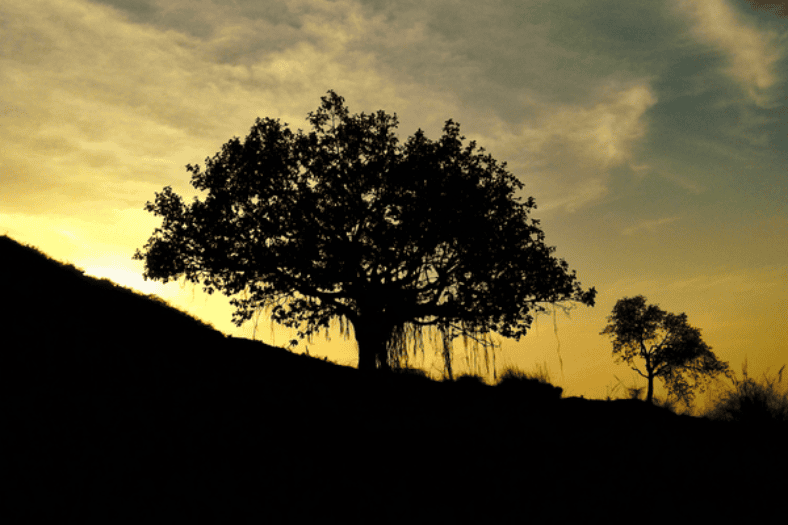 The Eternal Banyan Tree: Meaning and Symbolism - Symbol Sage