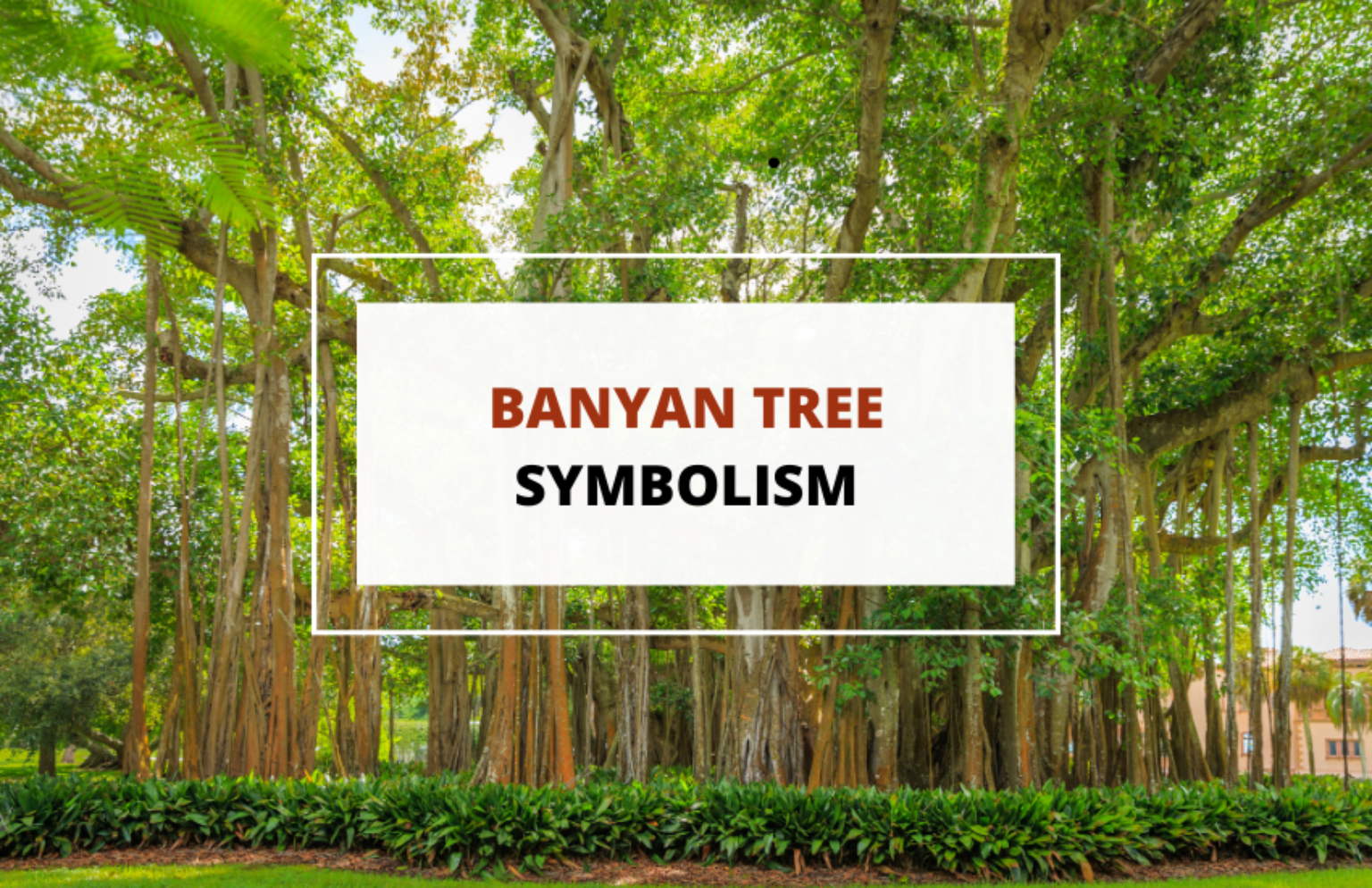 The Eternal Banyan Tree: Meaning and Symbolism - Symbol Sage