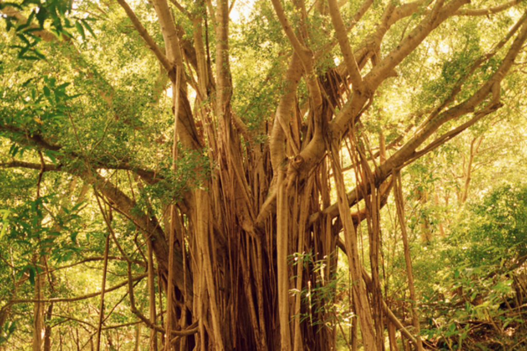 The Eternal Banyan Tree: Meaning and Symbolism - Symbol Sage