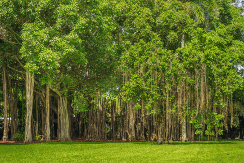 The Eternal Banyan Tree: Meaning and Symbolism - Symbol Sage