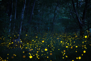 Firefly Folklore and Symbolism - Symbol Sage