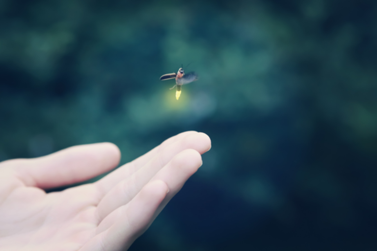Firefly Folklore and Symbolism - Symbol Sage