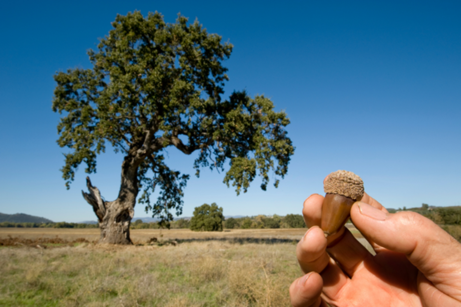 Acorns & Oaks: Autumn Symbols of Strength and Growth - Symbol Sage