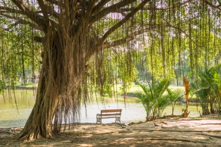 The Eternal Banyan Tree: Meaning and Symbolism - Symbol Sage