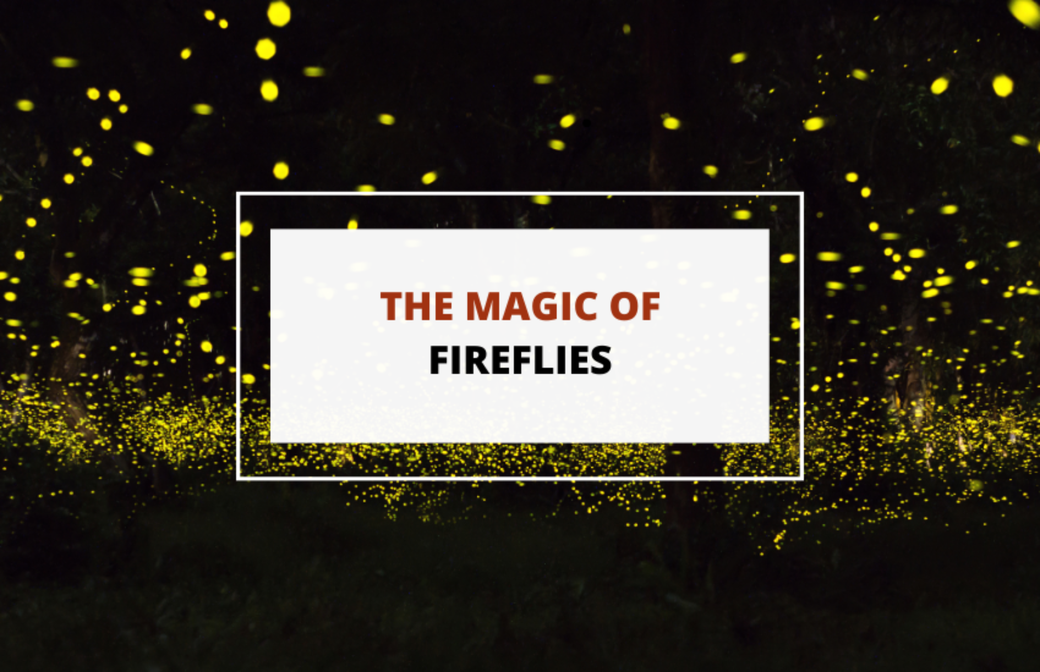 Firefly Folklore and Symbolism - Symbol Sage