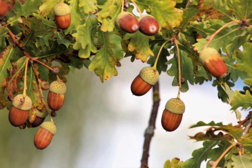 Acorns & Oaks: Autumn Symbols of Strength and Growth - Symbol Sage