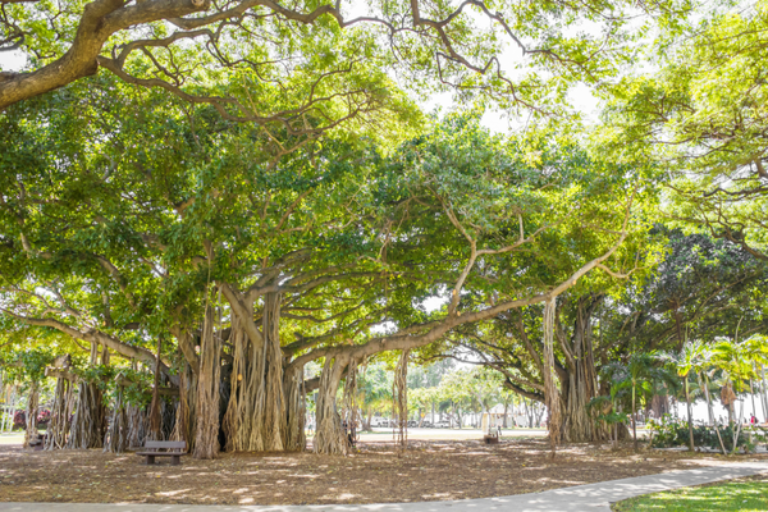 The Eternal Banyan Tree: Meaning and Symbolism - Symbol Sage