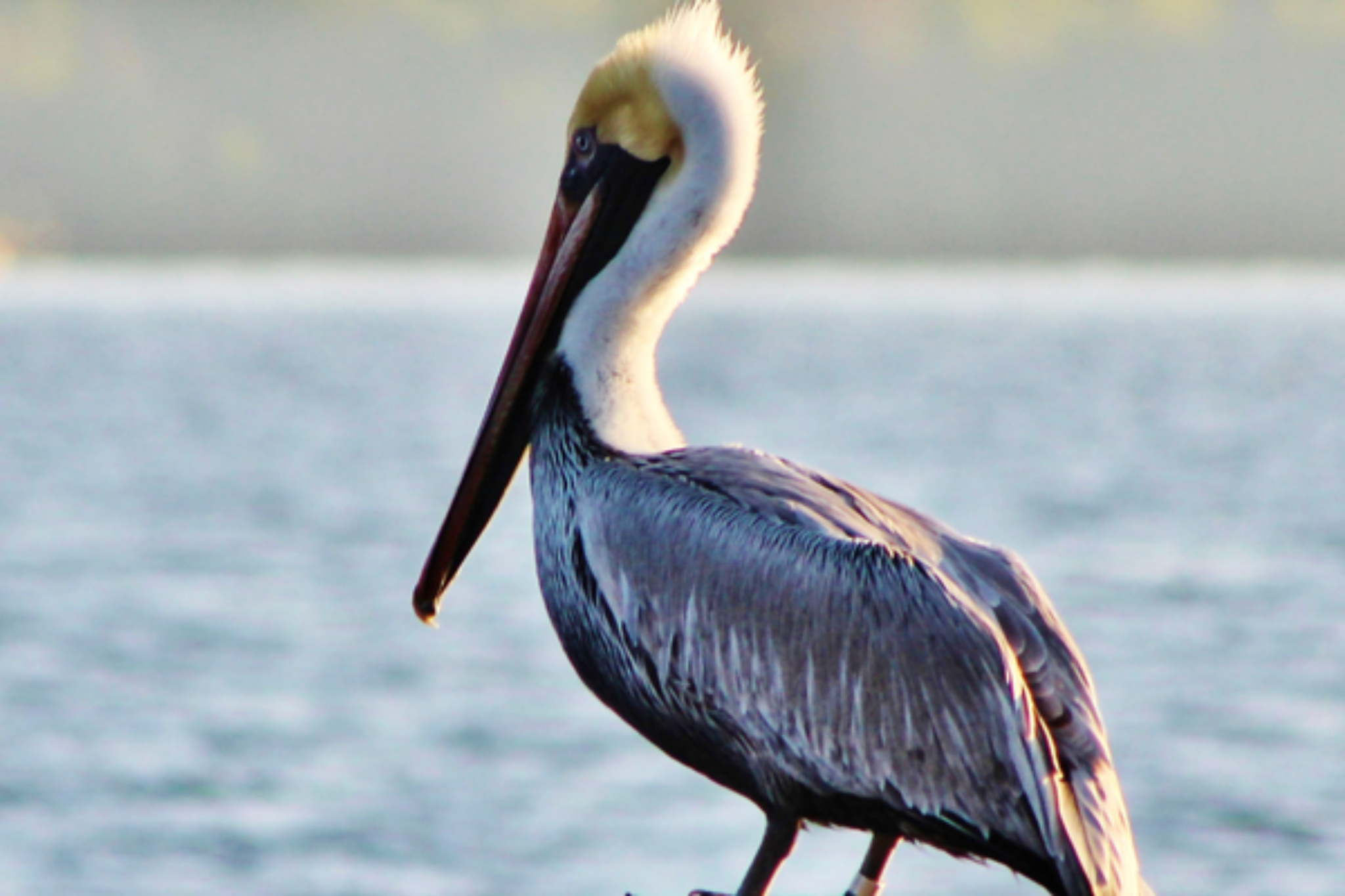 12 Most Powerful Rosicrucian Symbols - Symbol Sage