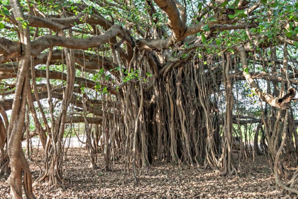 The Eternal Banyan Tree: Meaning and Symbolism - Symbol Sage