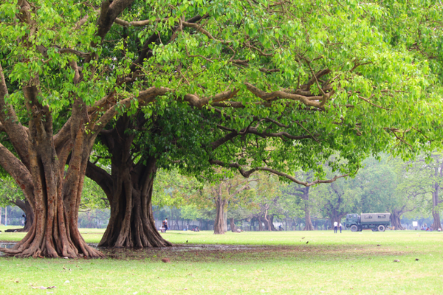 The Eternal Banyan Tree: Meaning and Symbolism - Symbol Sage