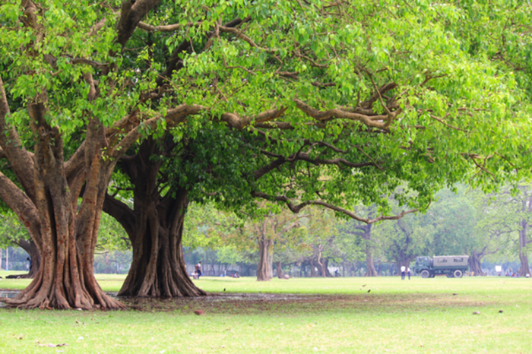The Eternal Banyan Tree: Meaning and Symbolism - Symbol Sage
