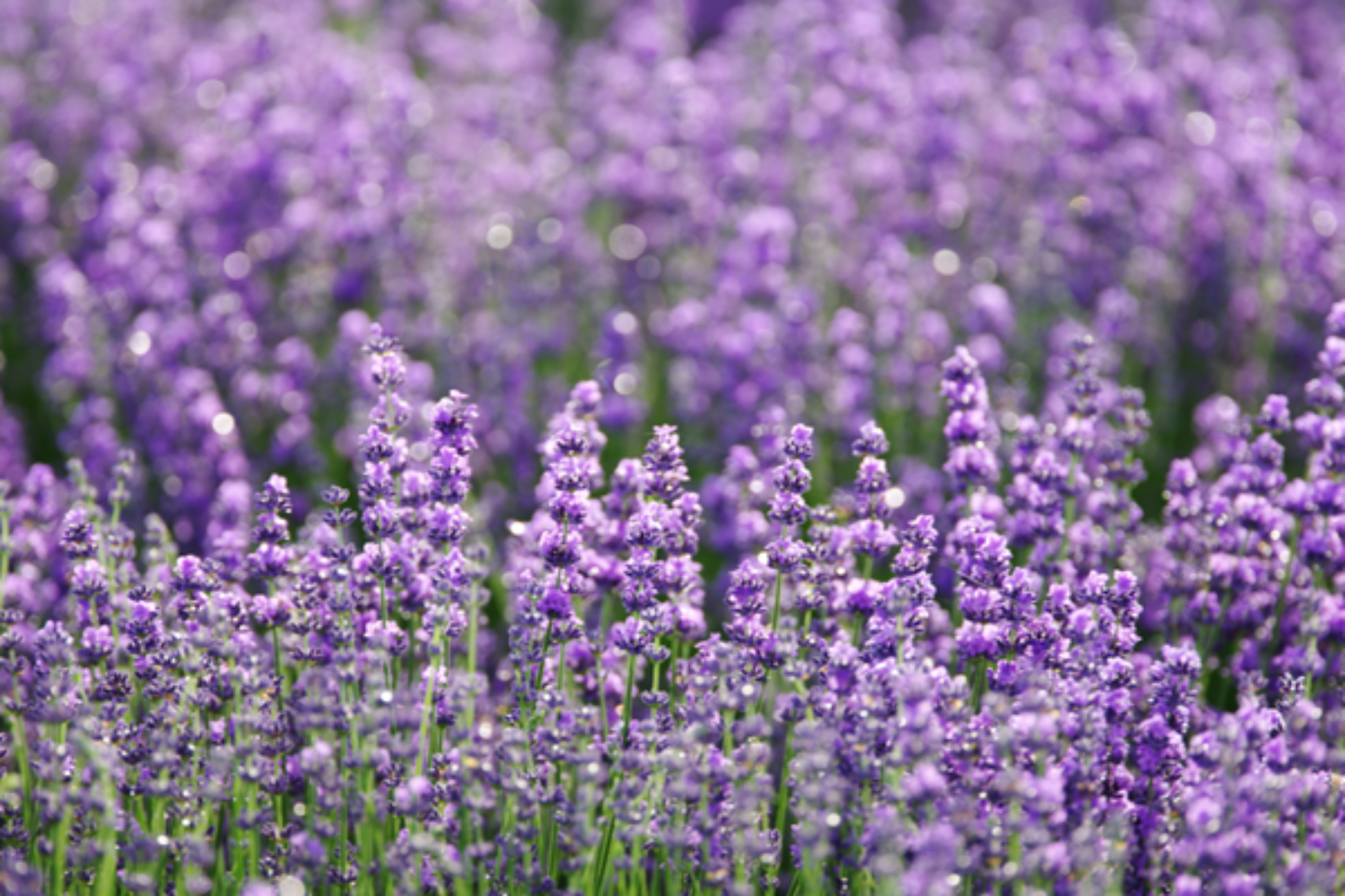 Blooming Flowers in Spiritual Practices - Symbol Sage