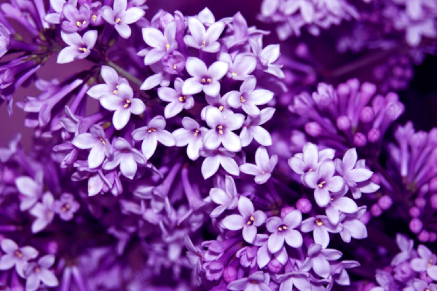 Blooming Flowers in Spiritual Practices - Symbol Sage