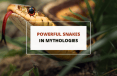 Powerful Snakes from Mythology and Religion - Symbol Sage