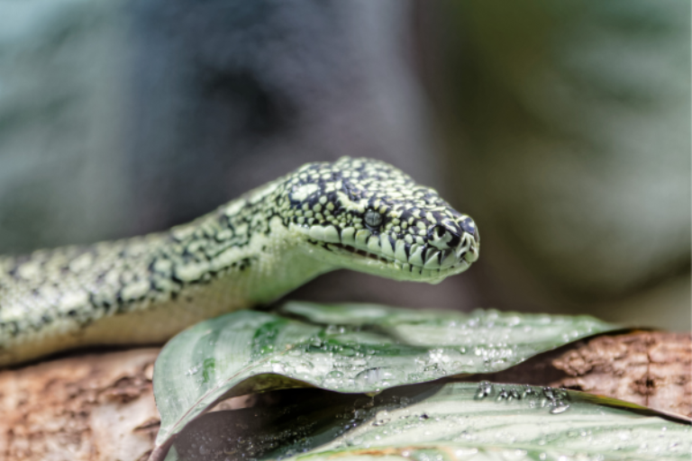 Powerful Snakes from Mythology and Religion - Symbol Sage