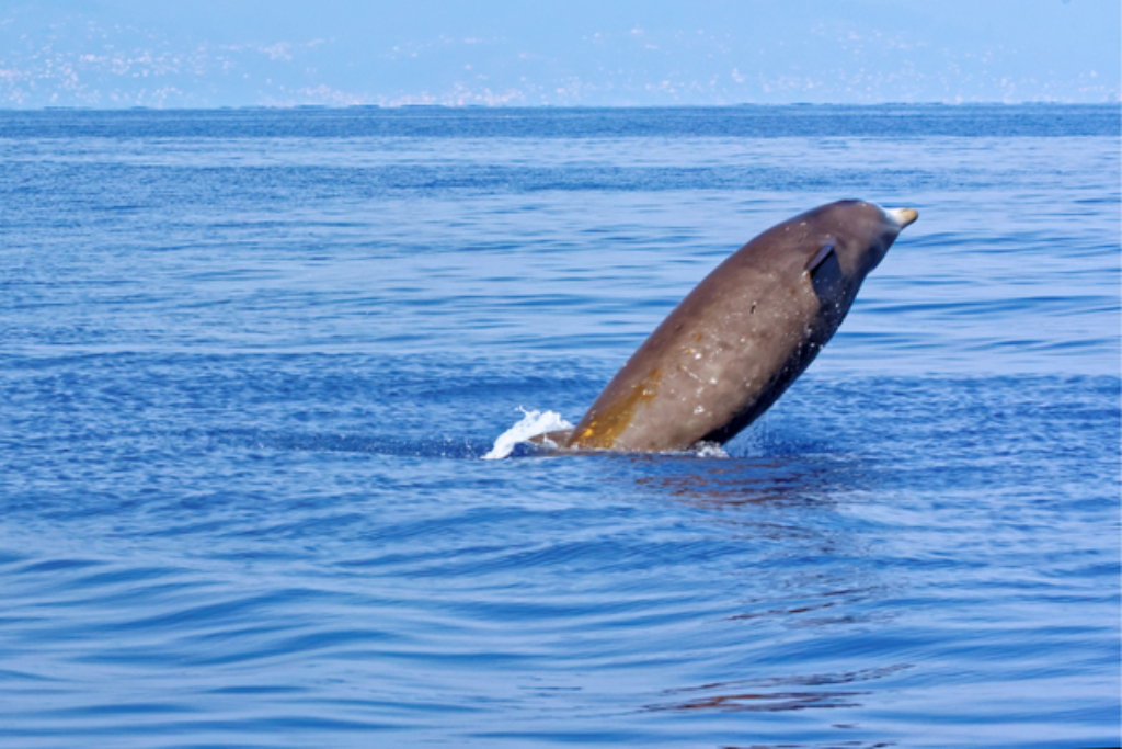 The Spade-Toothed Whale: Meaning and Symbolism - Symbol Sage