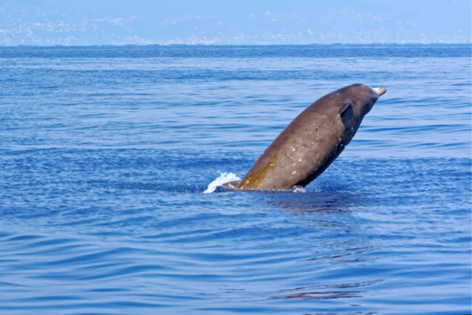The Spade-Toothed Whale: Meaning and Symbolism - Symbol Sage