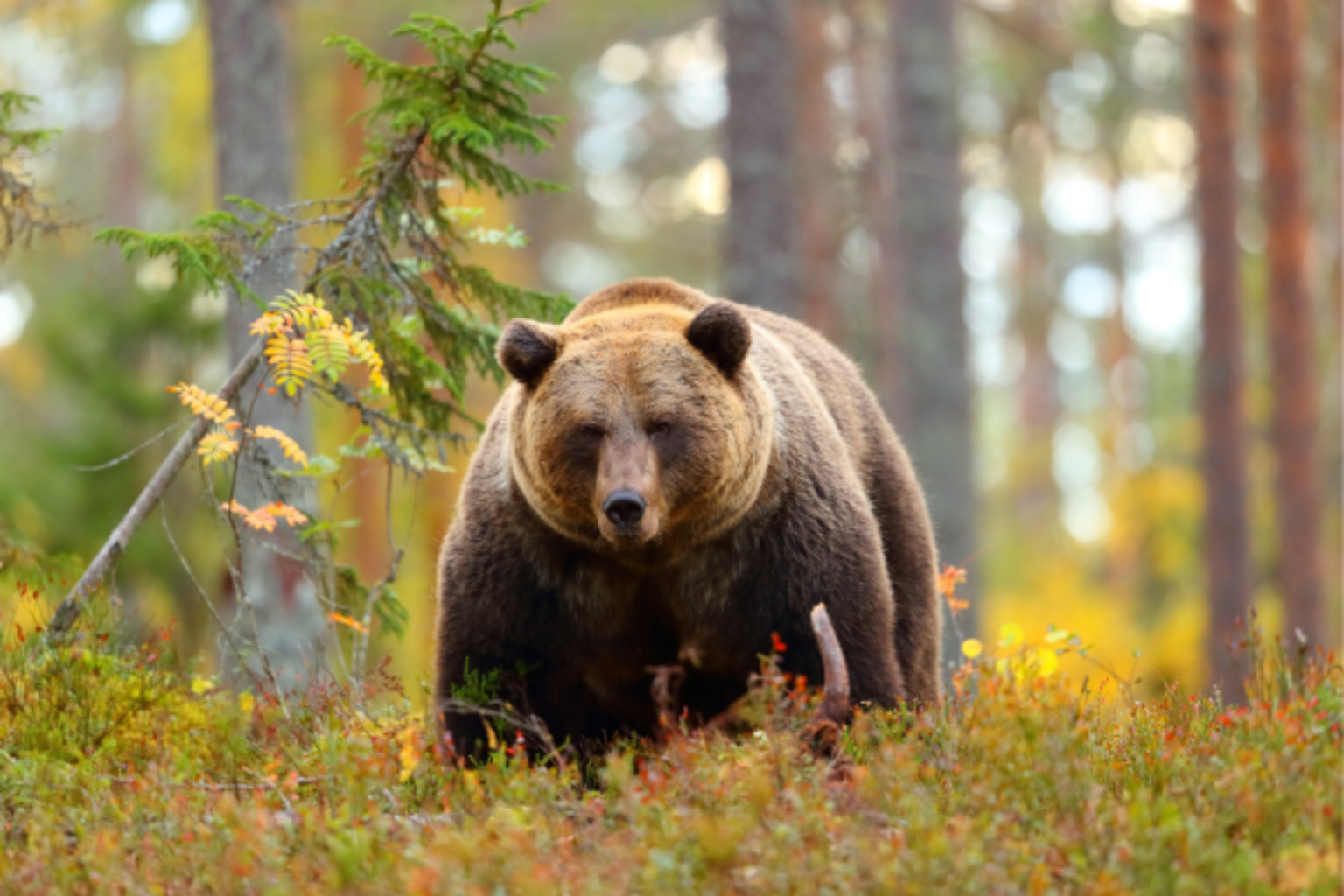 The Hidden Power of Animal Symbols - Symbol Sage