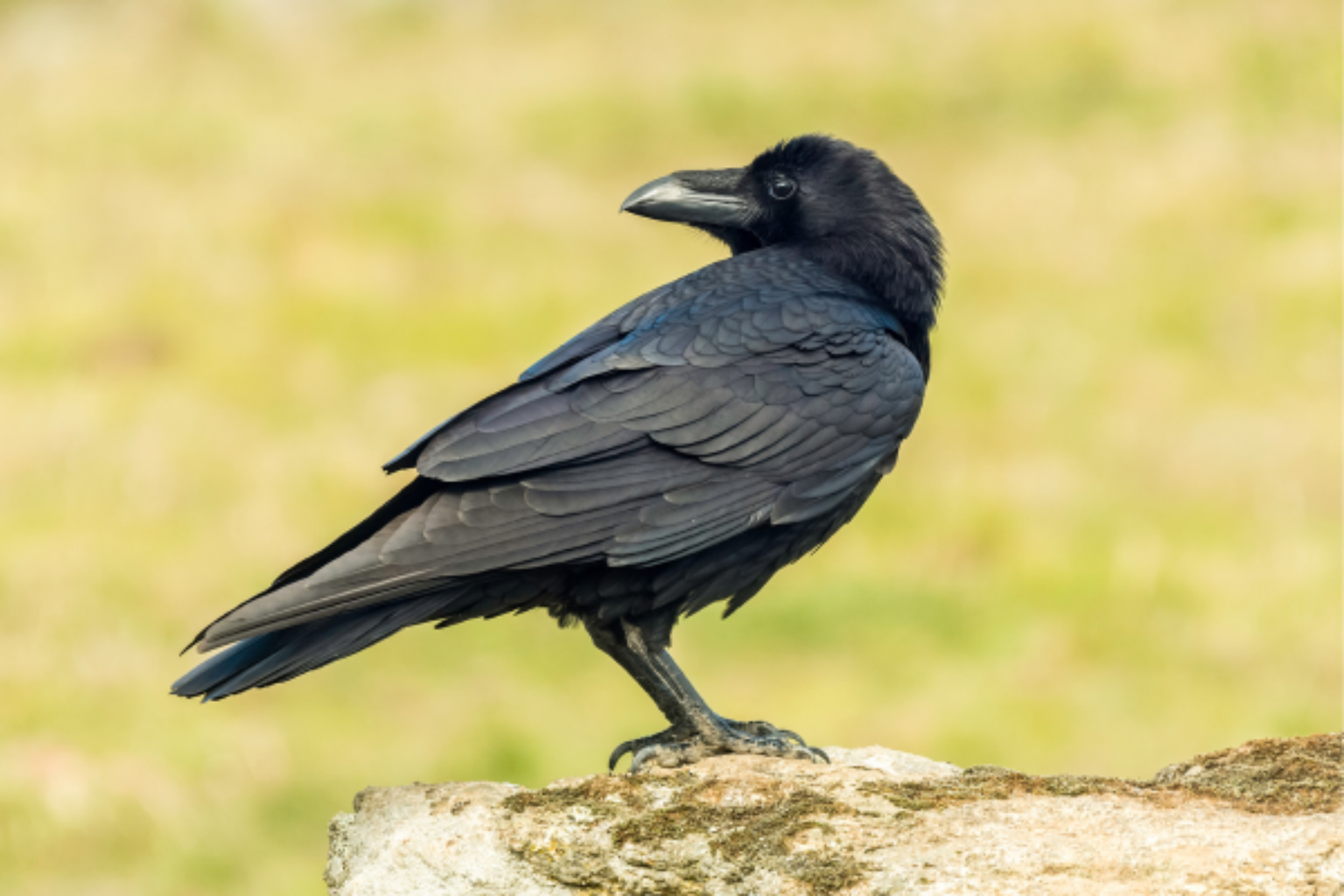 The Hidden Power of Animal Symbols - Symbol Sage